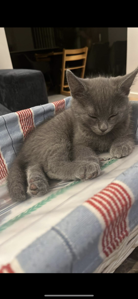 Katte og killinger til salg og salg eller køb af katte og killinger