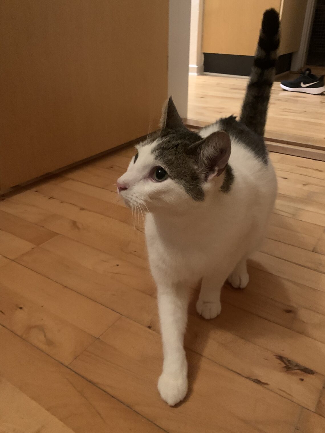 Katte og killinger til salg og salg eller køb af katte og killinger