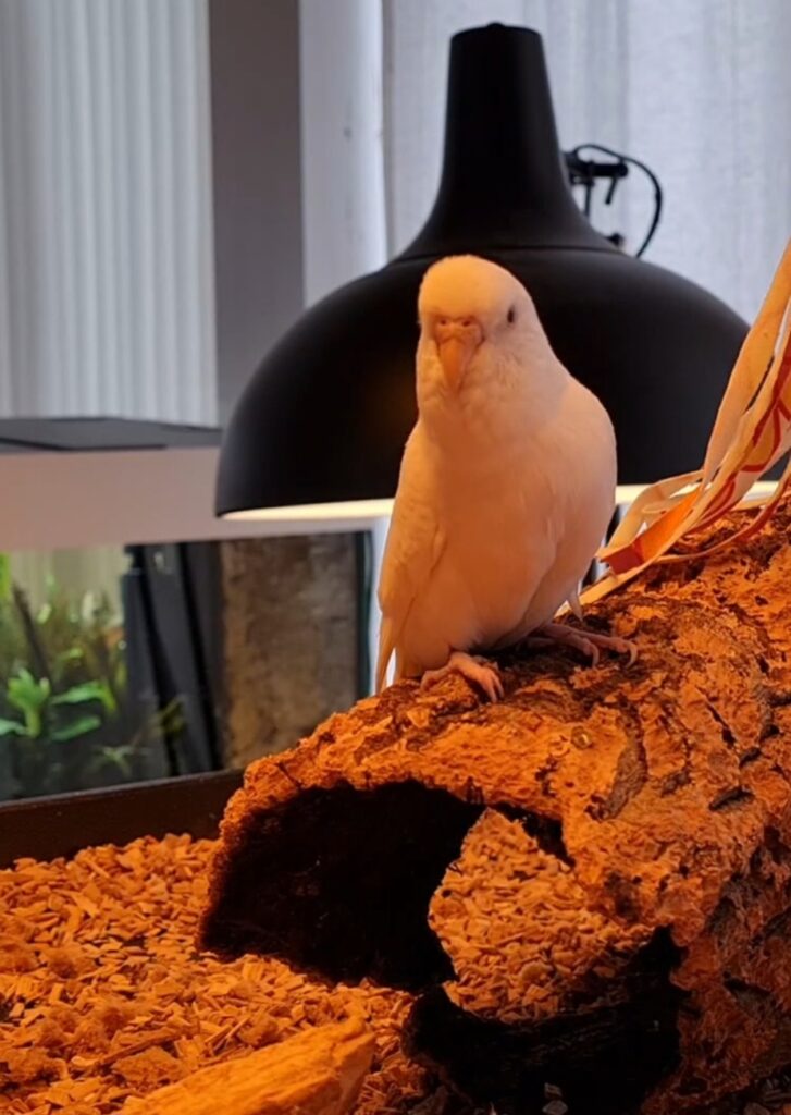 Søger voksen tam han undulat – dyreformidlingen.dk