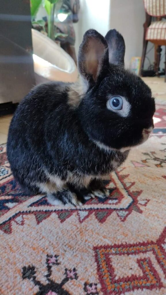 Kanin til salg og køb og salg af kanin og kaninunger