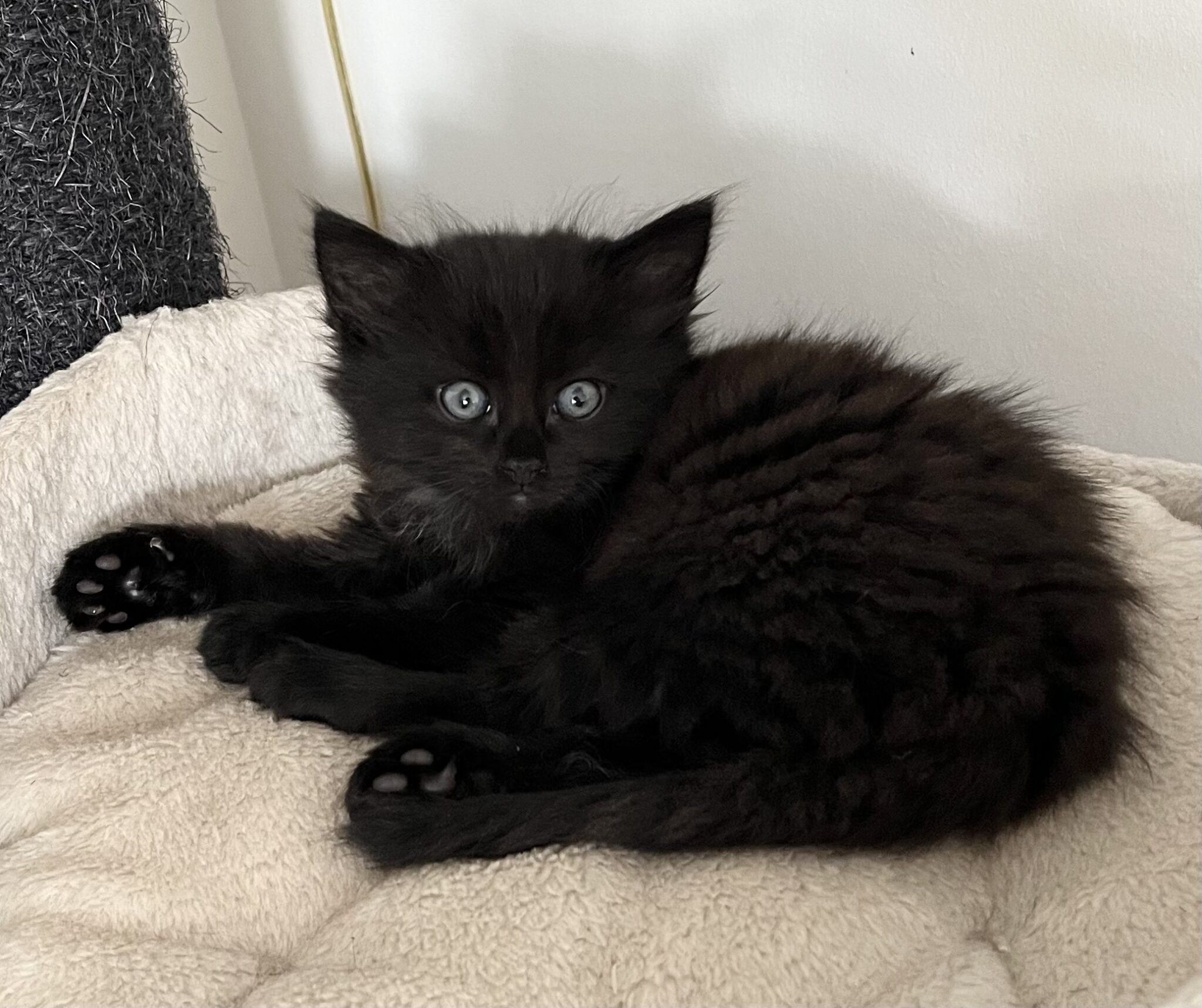 Katte og killinger til salg og salg eller køb af katte og killinger