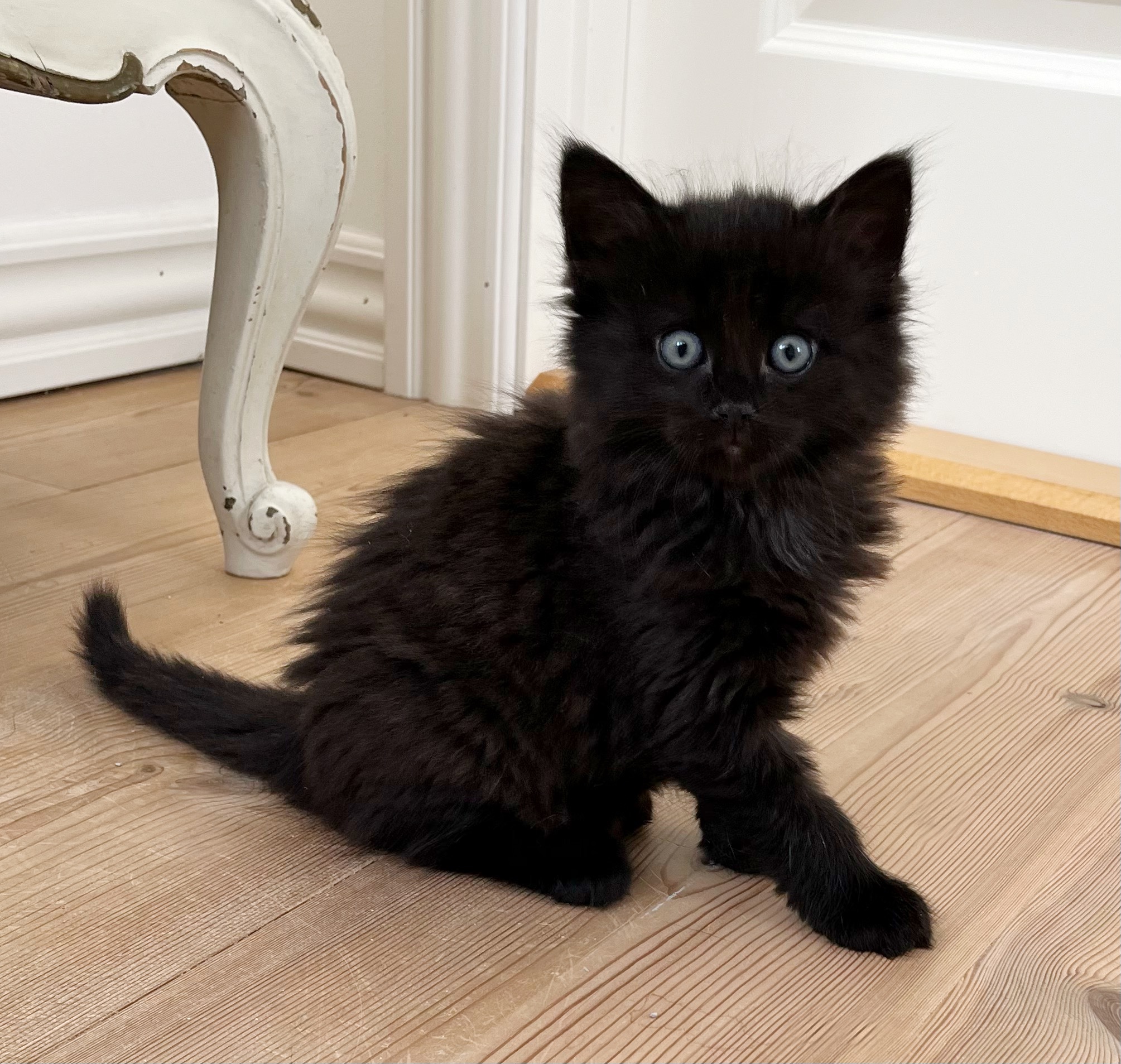 Katte og killinger til salg og salg eller køb af katte og killinger