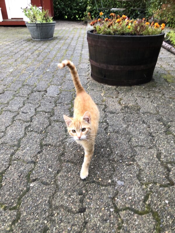 Katte og killinger til salg og salg eller køb af katte og killinger