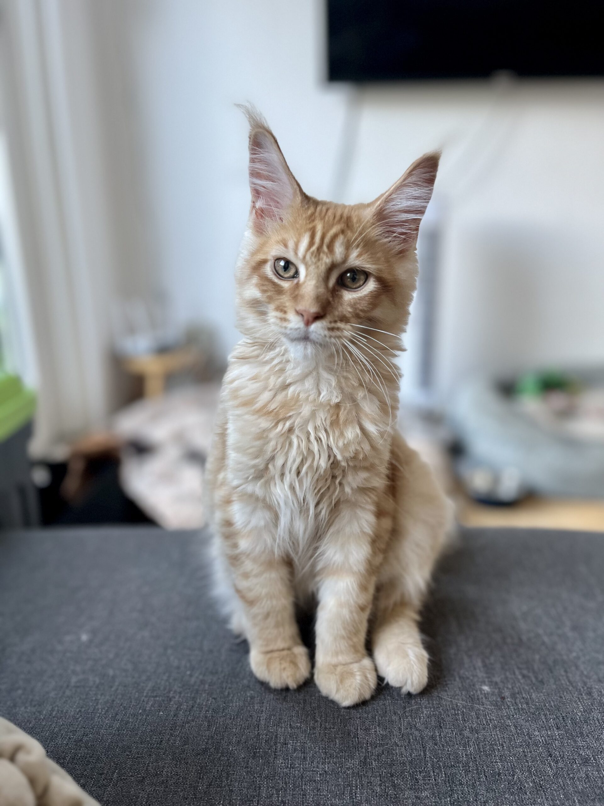 Katte og killinger til salg og salg eller køb af katte og killinger