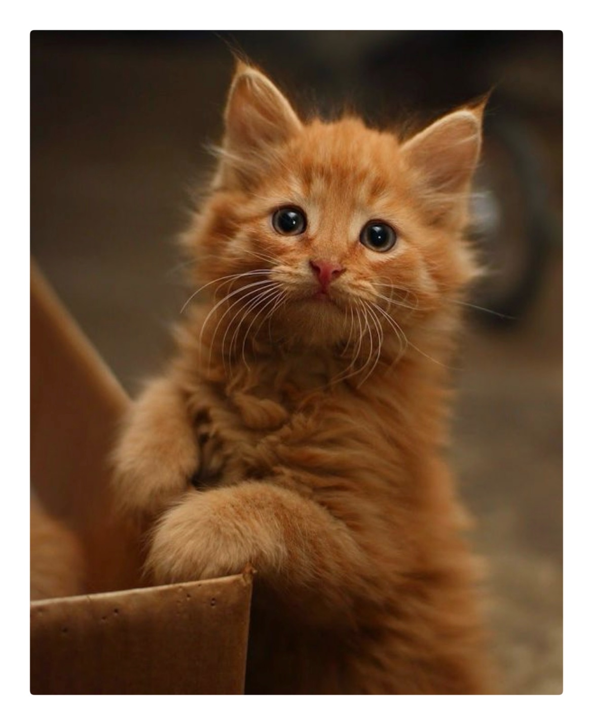 Katte og killinger til salg og salg eller køb af katte og killinger