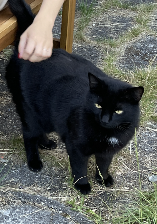 Sort kat med hvid plet på brystet efterlyses (Horsens ...