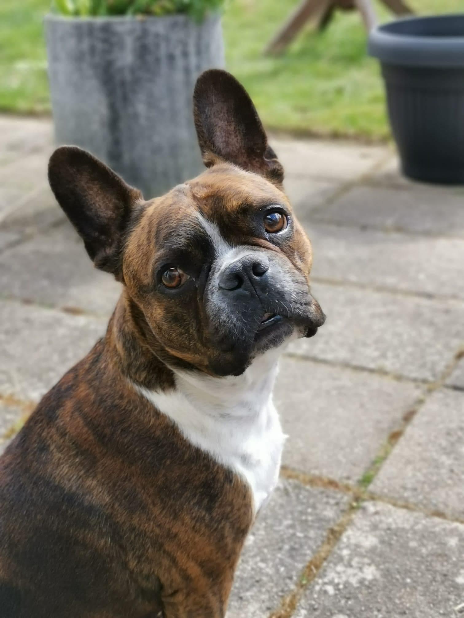 Raffi – kærlig, kælen og stærk Frengle – dyreformidlingen.dk