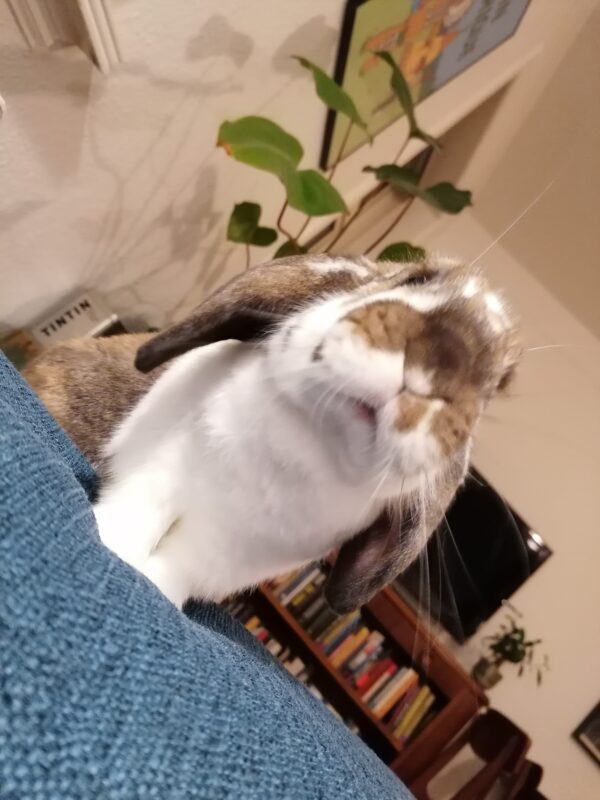 Kanin til salg og køb og salg af kanin og kaninunger