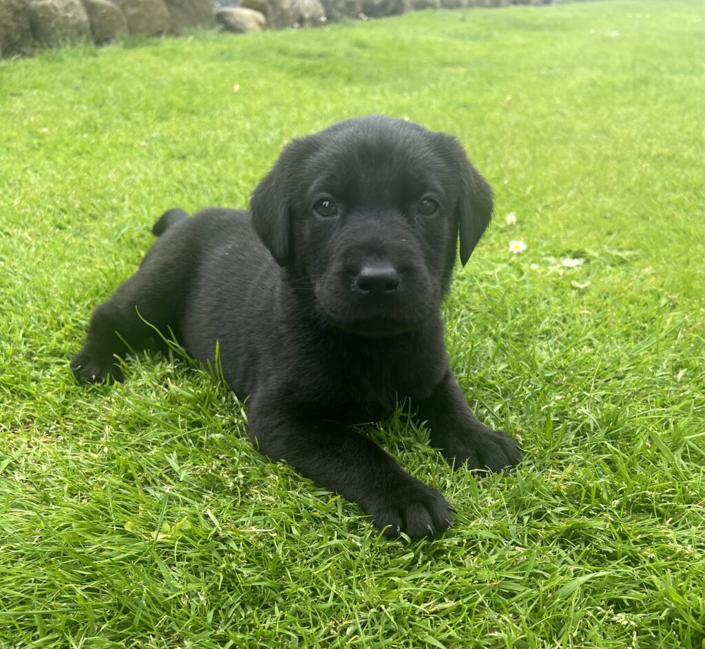 Labrador Formel 1 hvalp – dyreformidlingen.dk