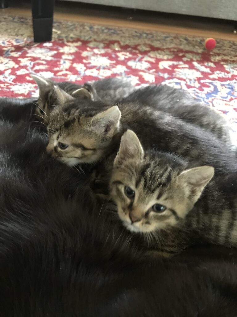 Kattekillinger – dyreformidlingen.dk