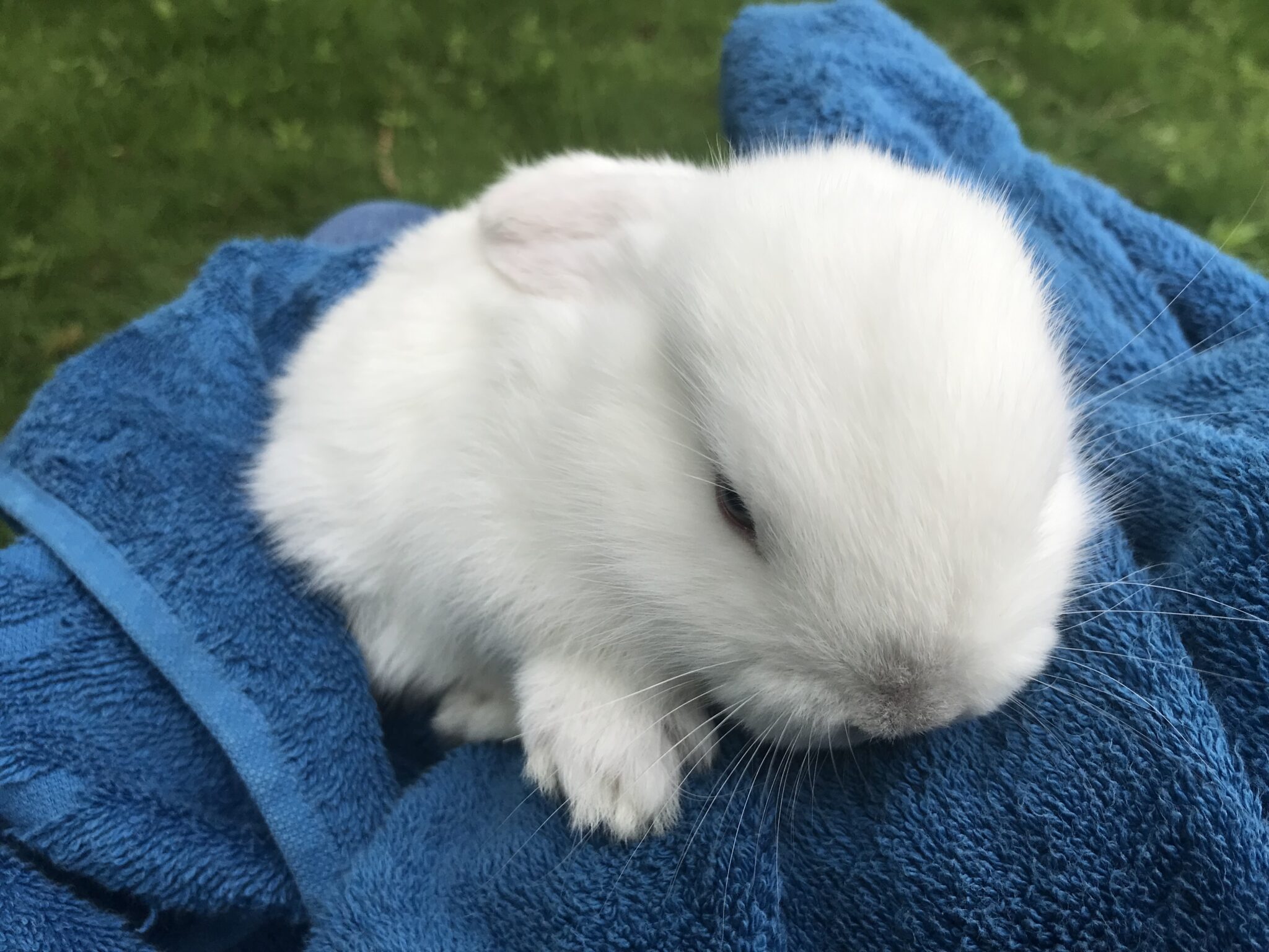 Kanin til salg og køb og salg af kanin og kaninunger