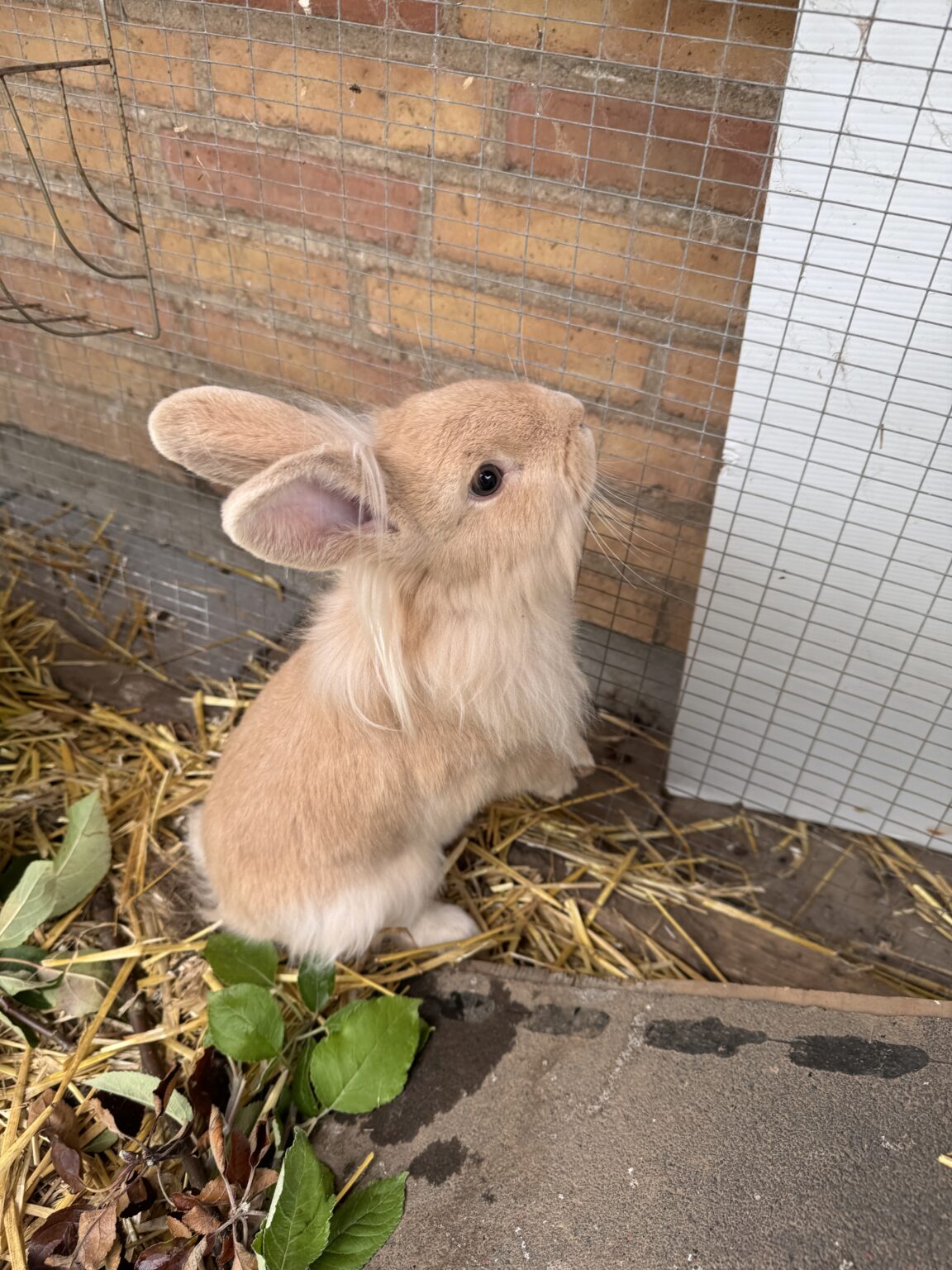 Kanin til salg og køb og salg af kanin og kaninunger