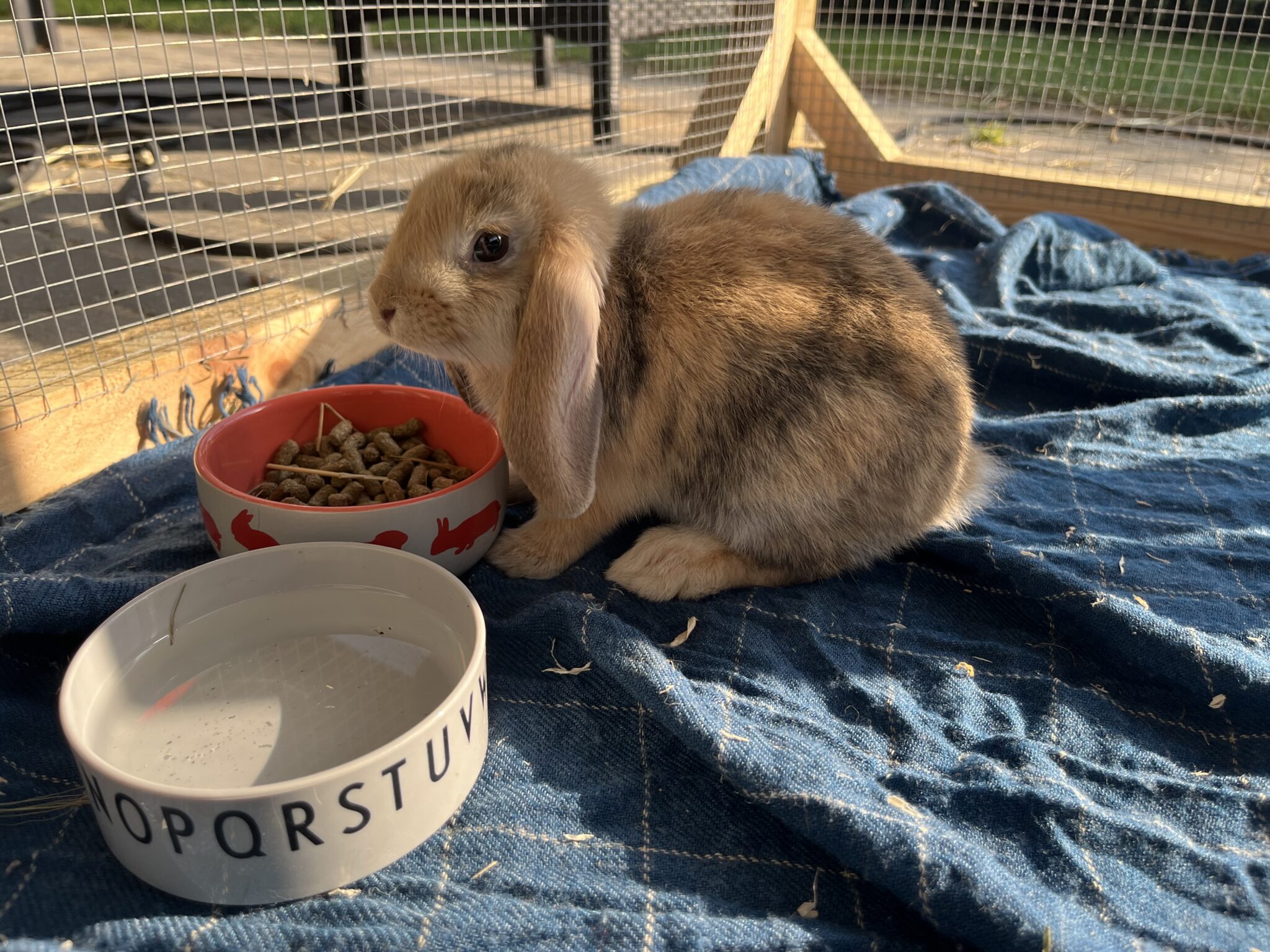 Kanin til salg og køb og salg af kanin og kaninunger