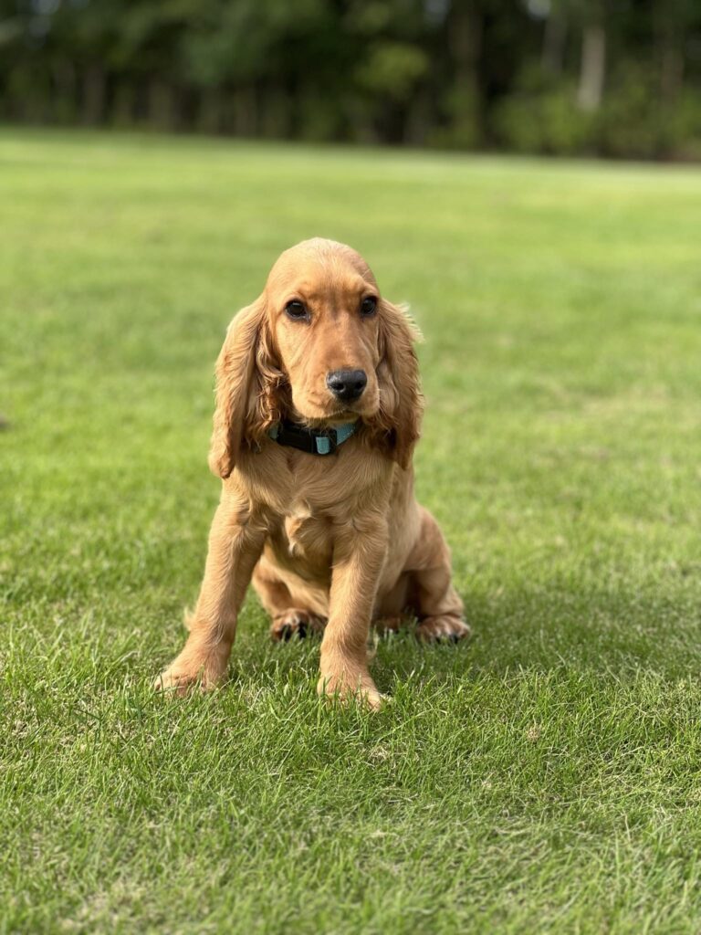 Cocker spaniel – dyreformidlingen.dk