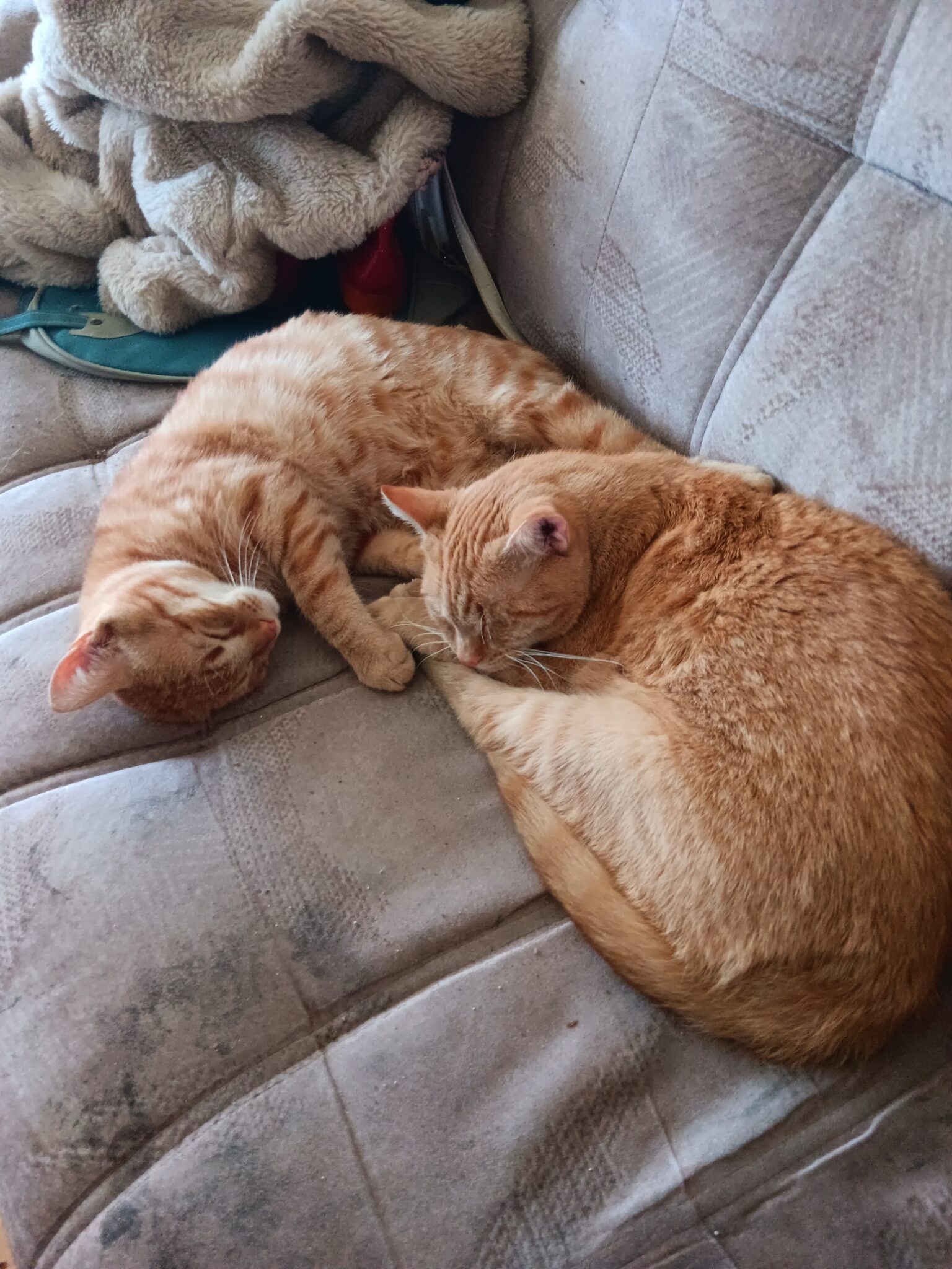 Katte og killinger til salg og salg eller køb af katte og killinger