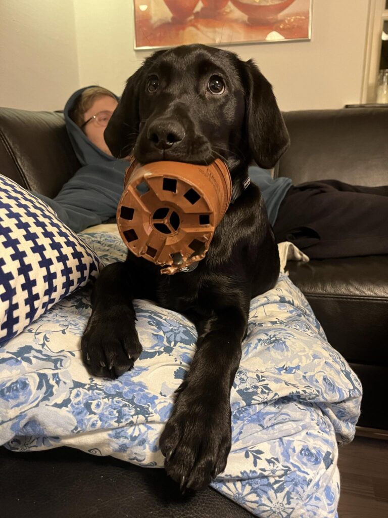 Labrador retriever – formel 1 (m. stamtavle) Jagt/familiehund ...