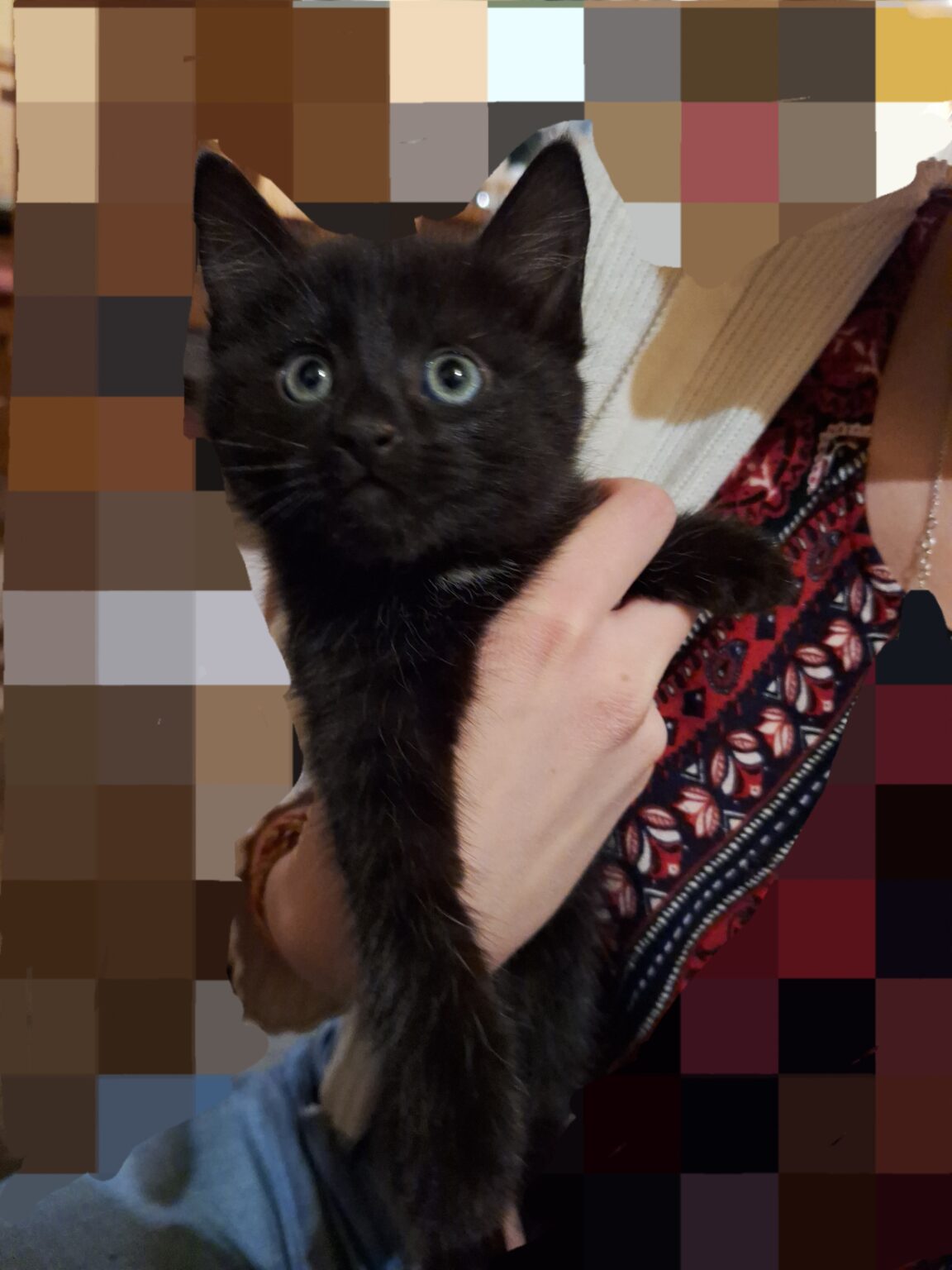 Katte og killinger til salg og salg eller køb af katte og killinger