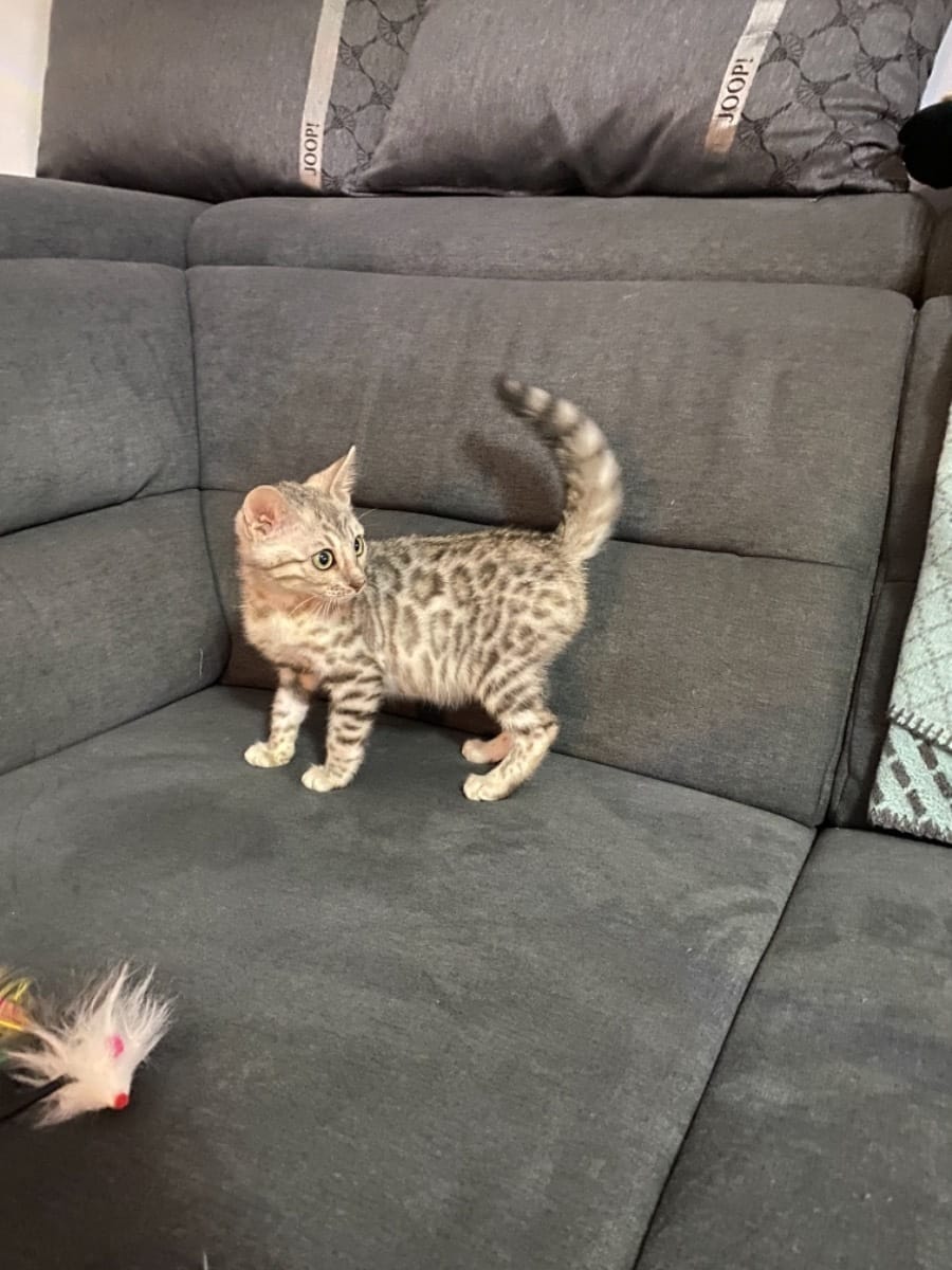 Katte og killinger til salg og salg eller køb af katte og killinger