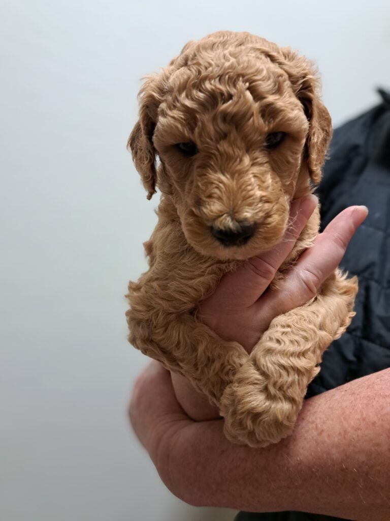 Stor pudel DKK stamtavle – dyreformidlingen.dk