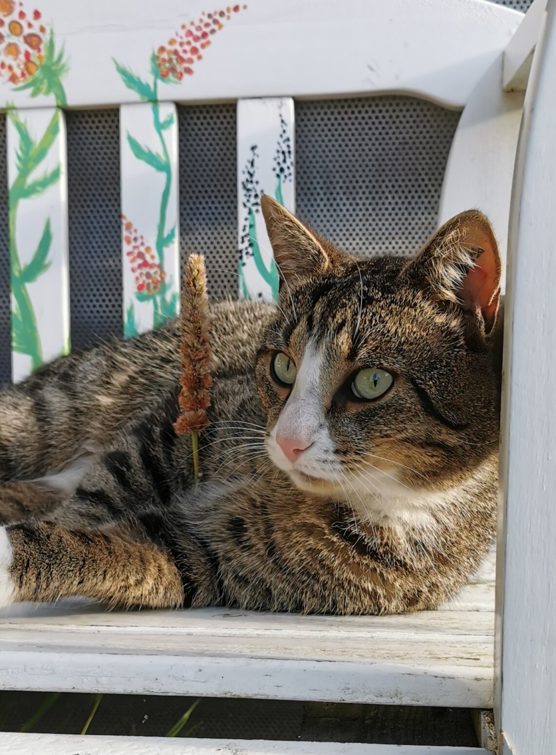 Katte og killinger til salg og salg eller køb af katte og killinger