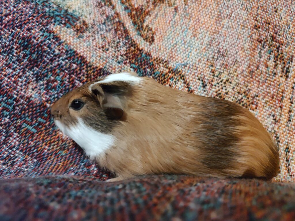 Marsvin unger, hårløse og pelset – dyreformidlingen.dk