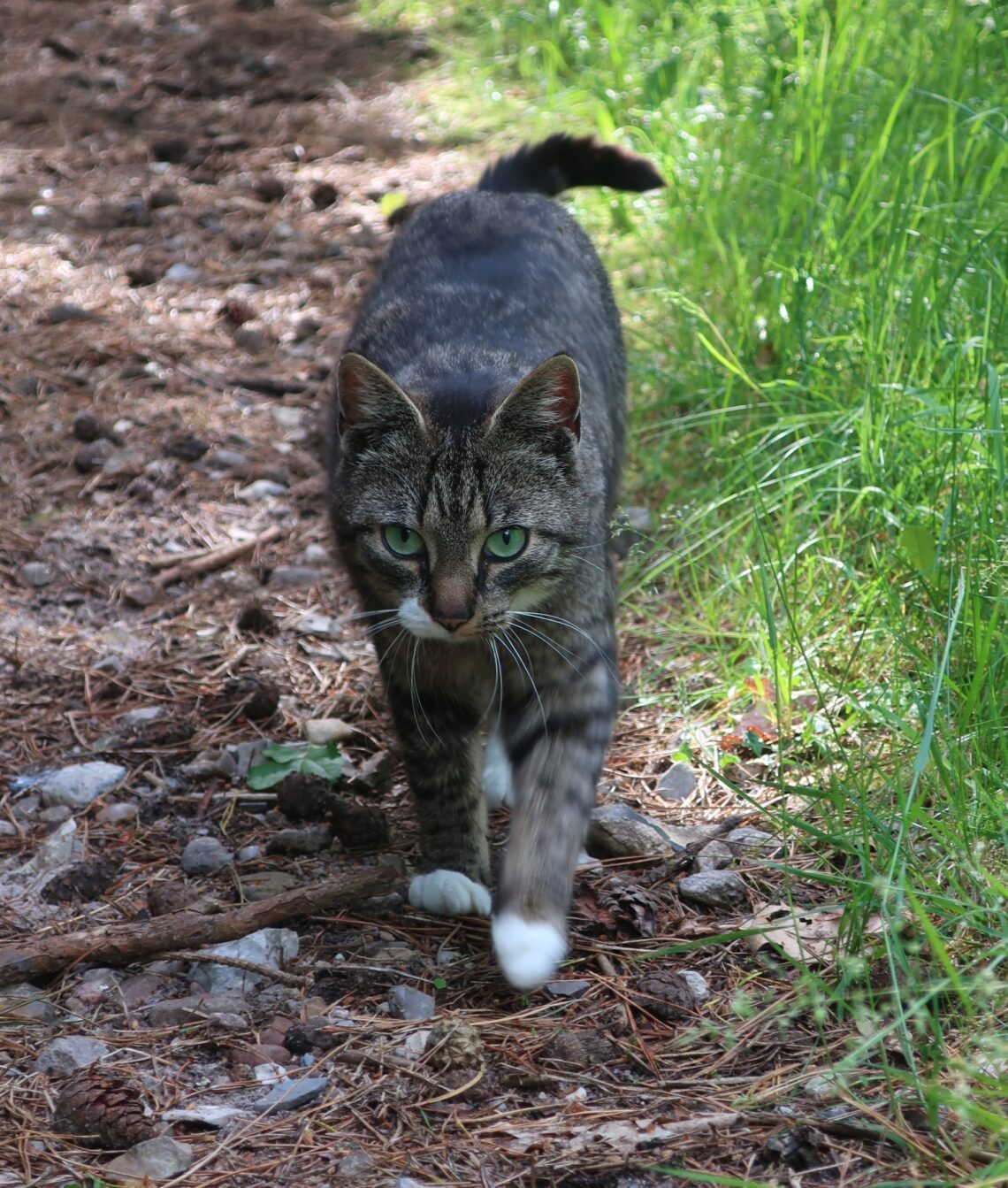 Katte og killinger til salg og salg eller køb af katte og killinger