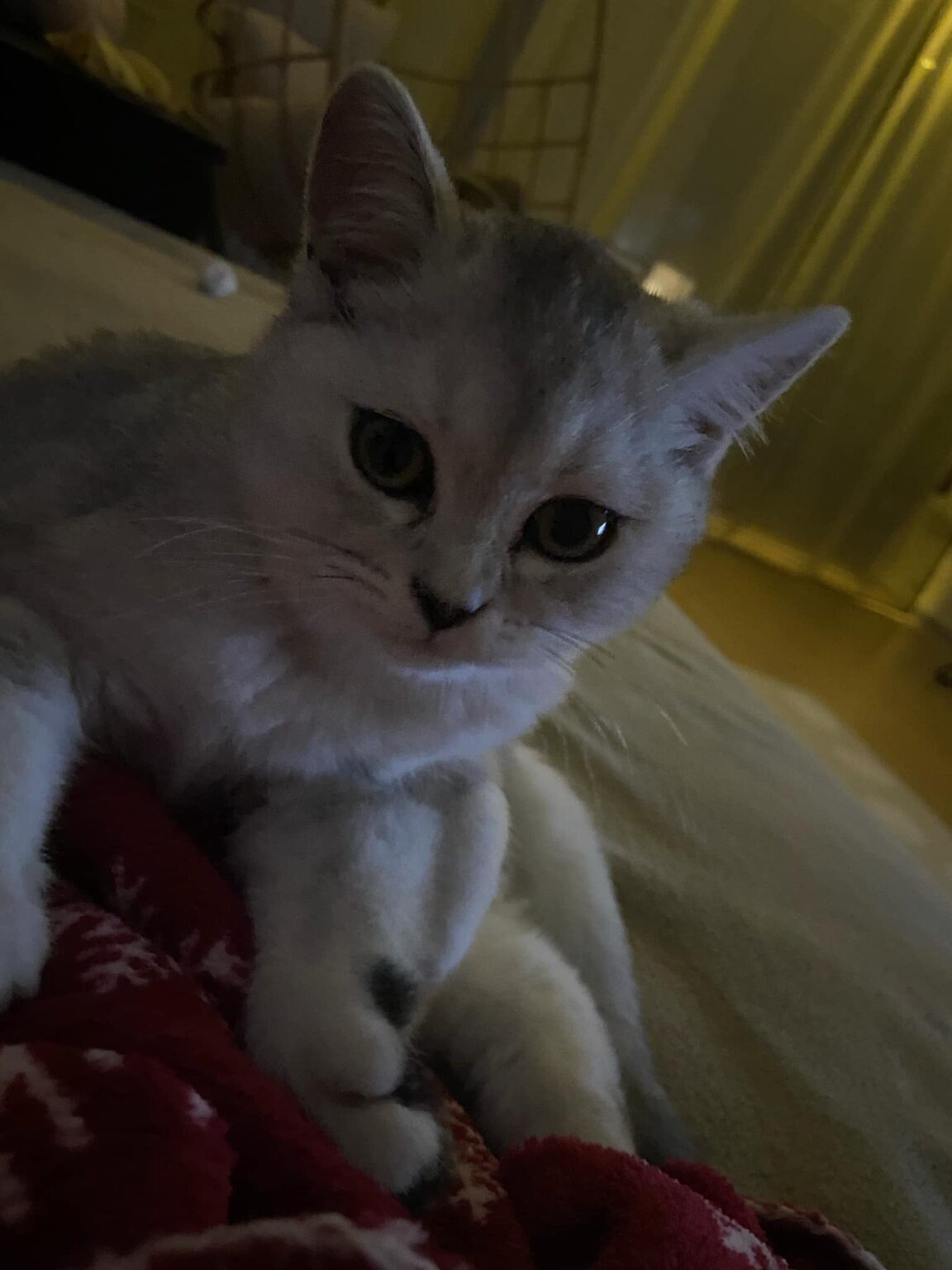 Katte og killinger til salg og salg eller køb af katte og killinger