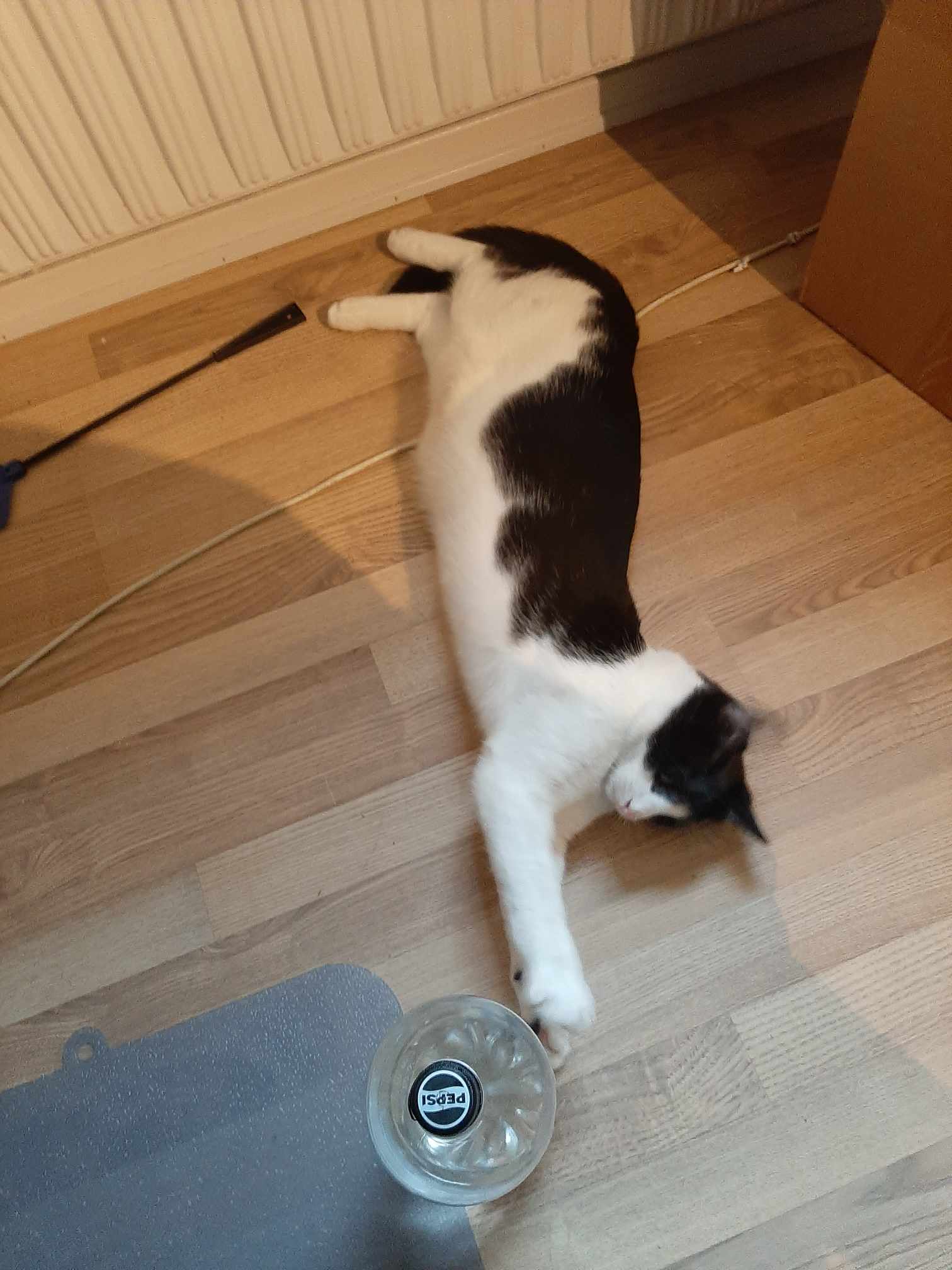 Katte og killinger til salg og salg eller køb af katte og killinger