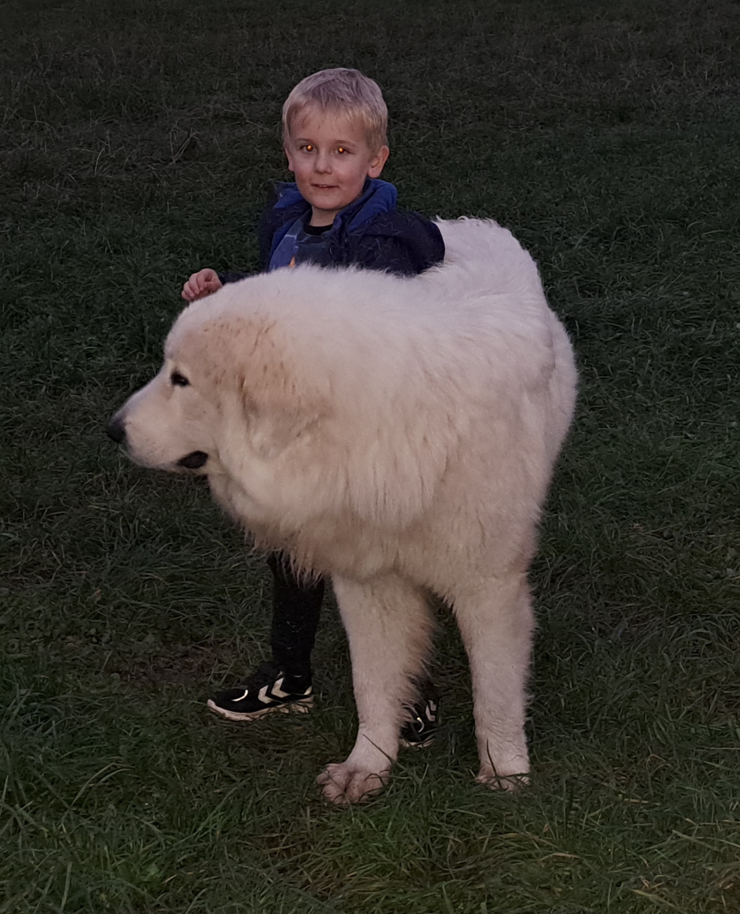 Pyreneer – dyreformidlingen.dk