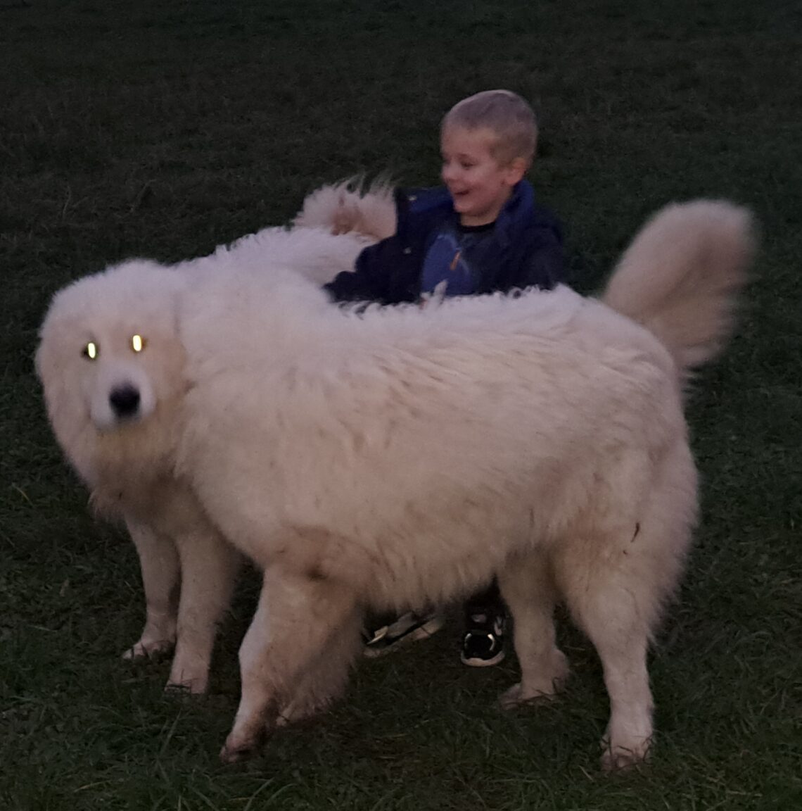 Pyreneer – dyreformidlingen.dk