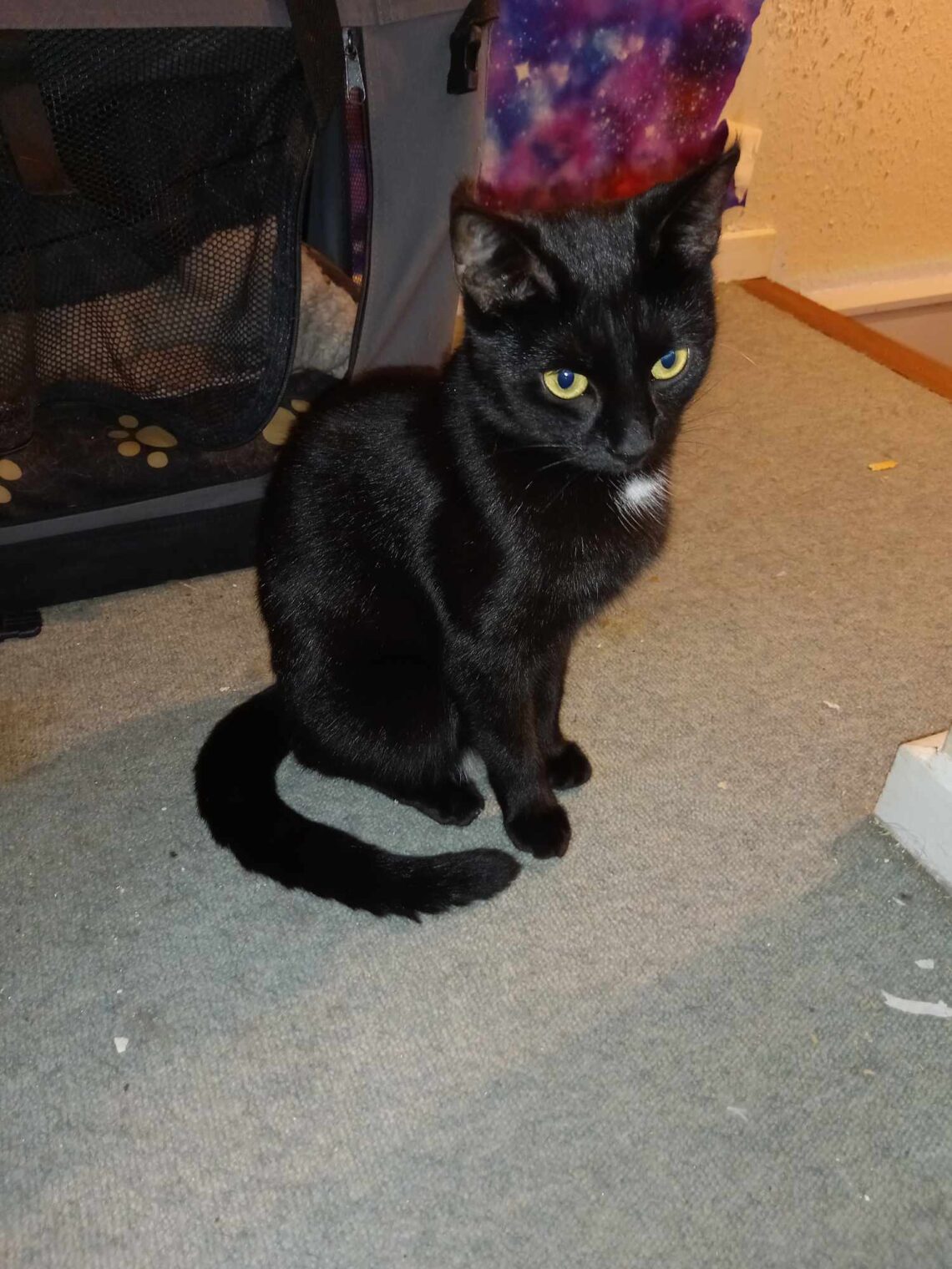 Katte og killinger til salg og salg eller køb af katte og killinger