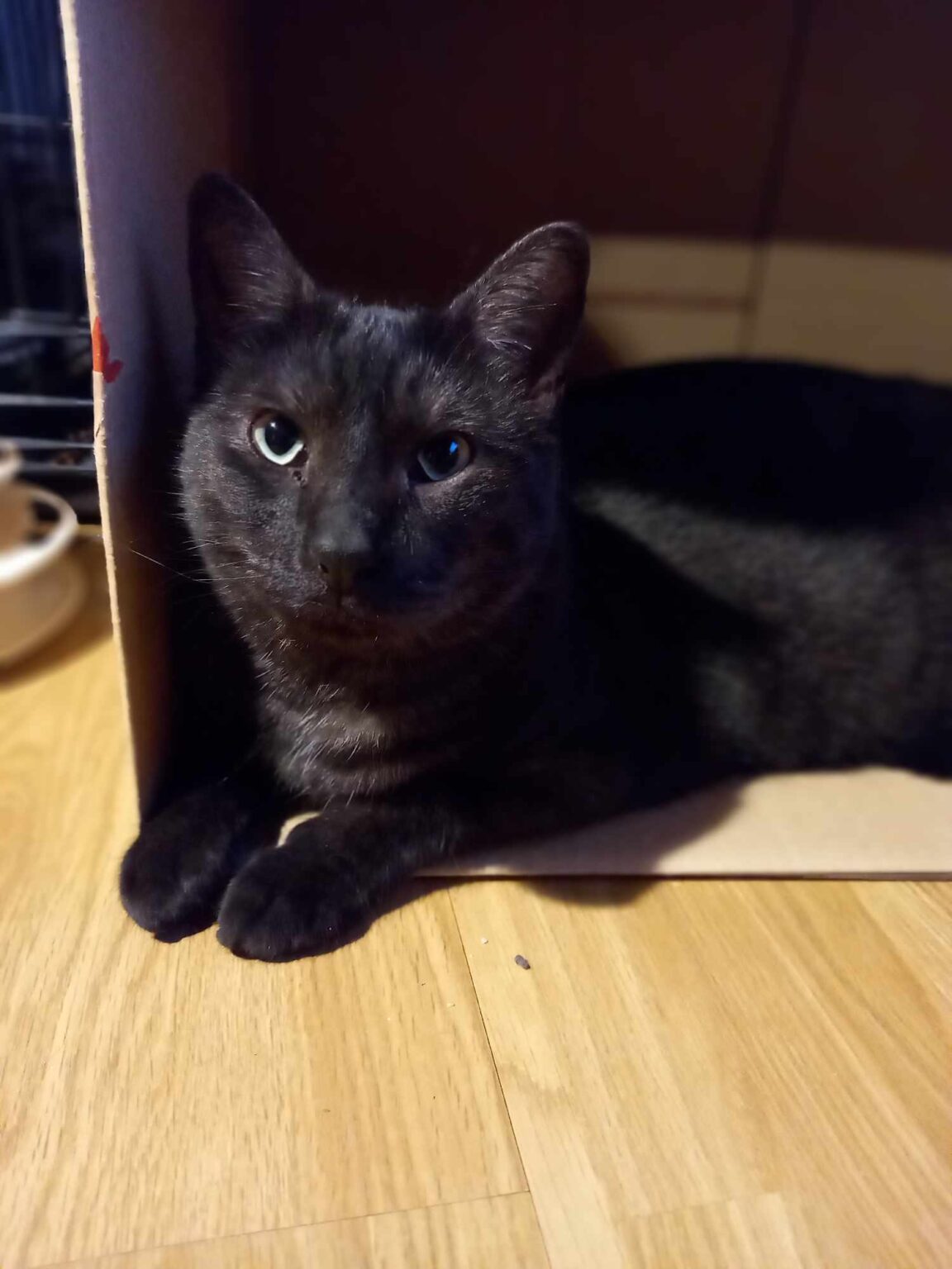 Katte og killinger til salg og salg eller køb af katte og killinger