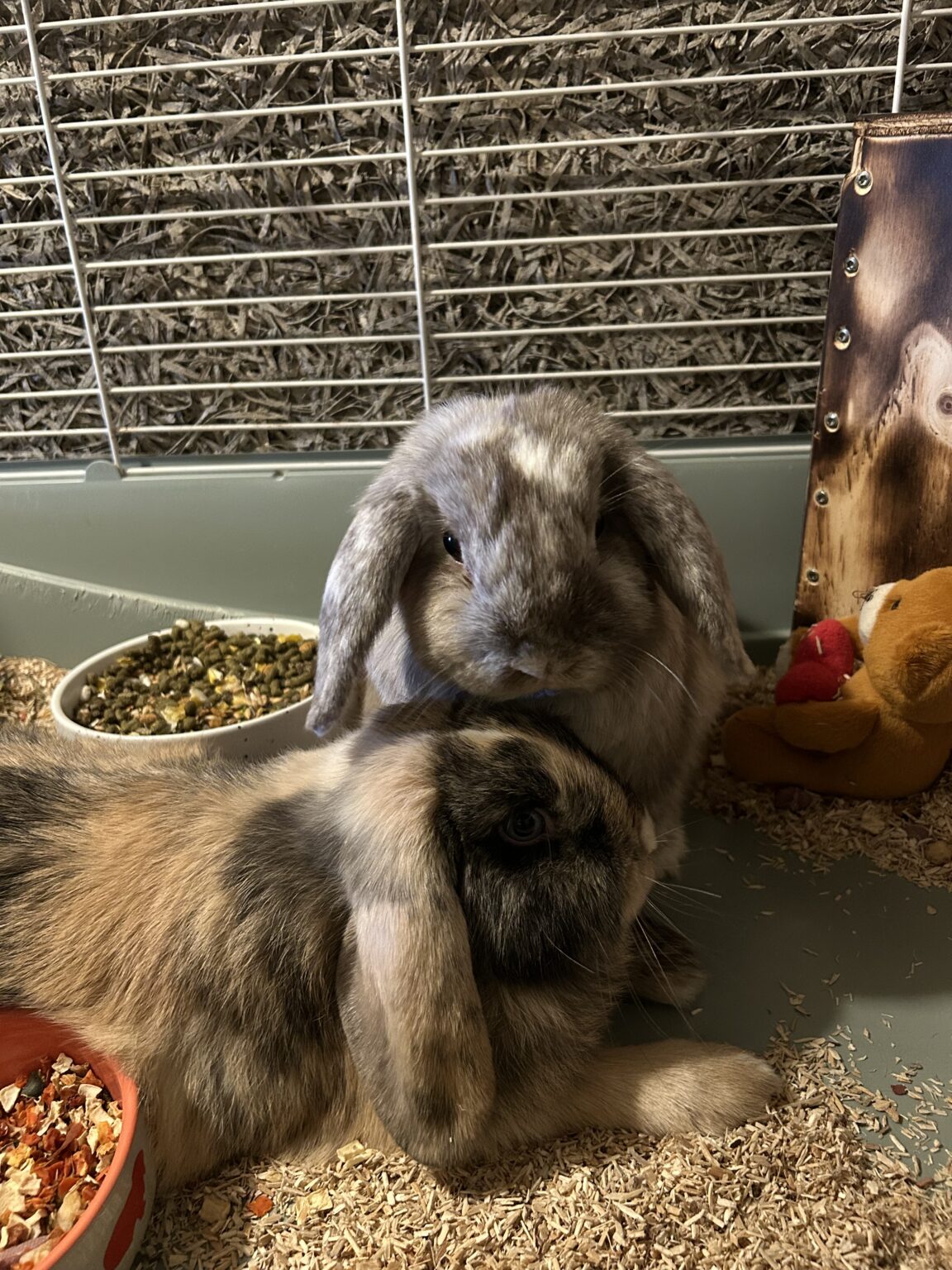 Kanin til salg og køb og salg af kanin og kaninunger