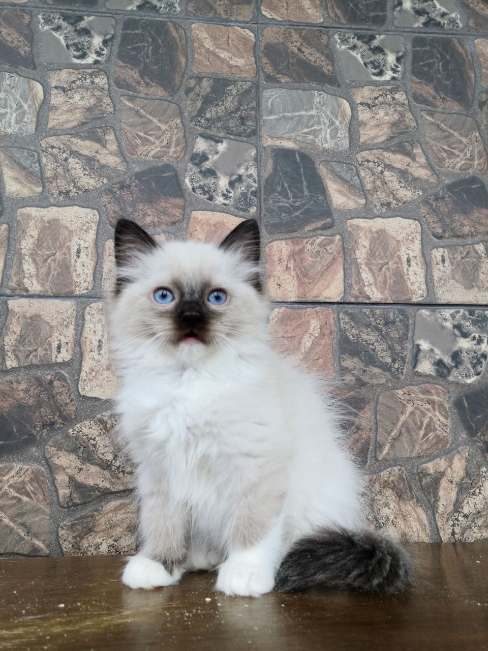 Katte og killinger til salg og salg eller køb af katte og killinger