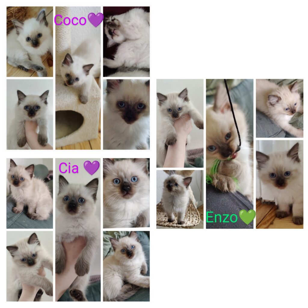 Katte og killinger til salg og salg eller køb af katte og killinger