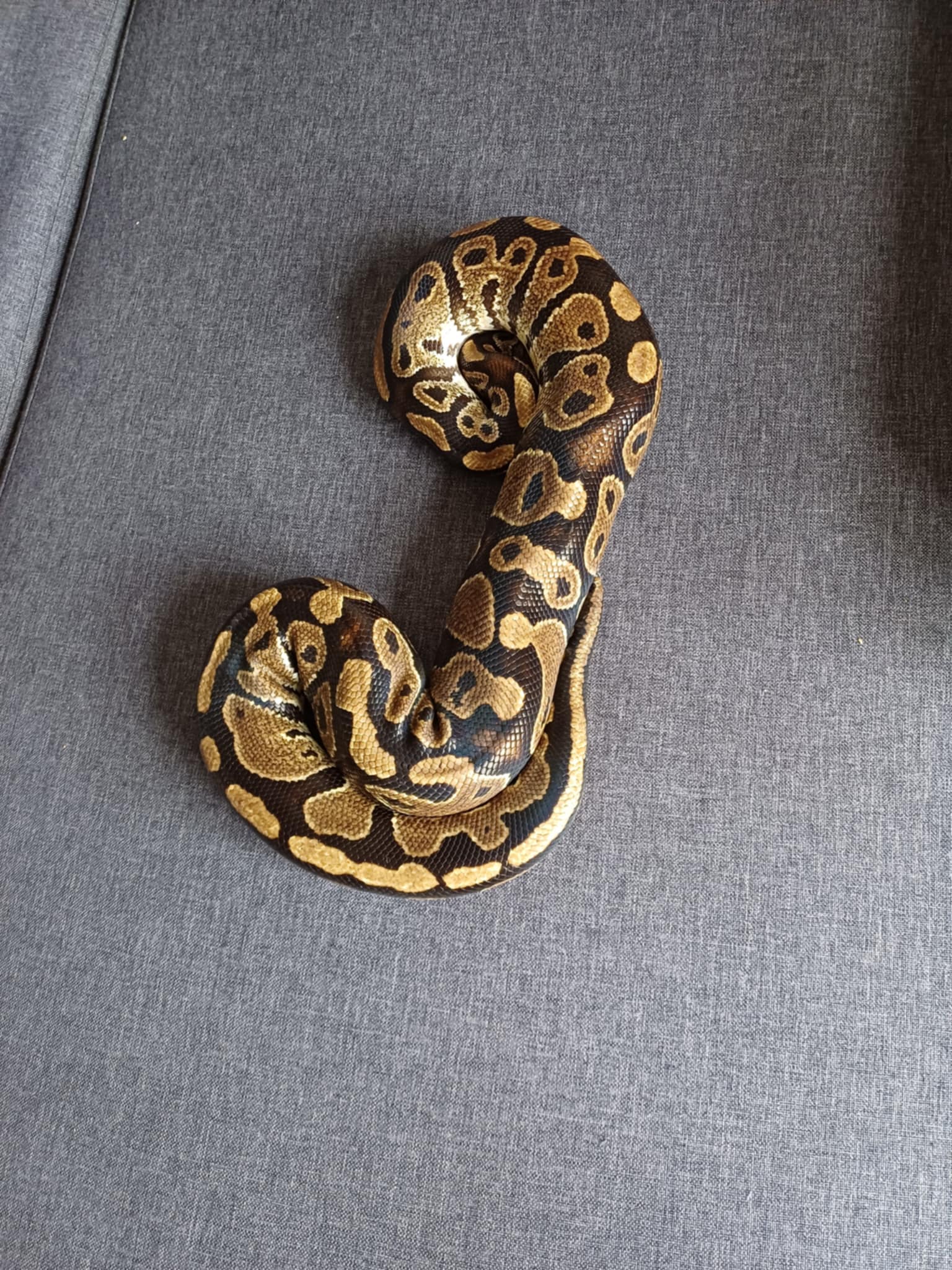 Kongepython sælges – dyreformidlingen.dk