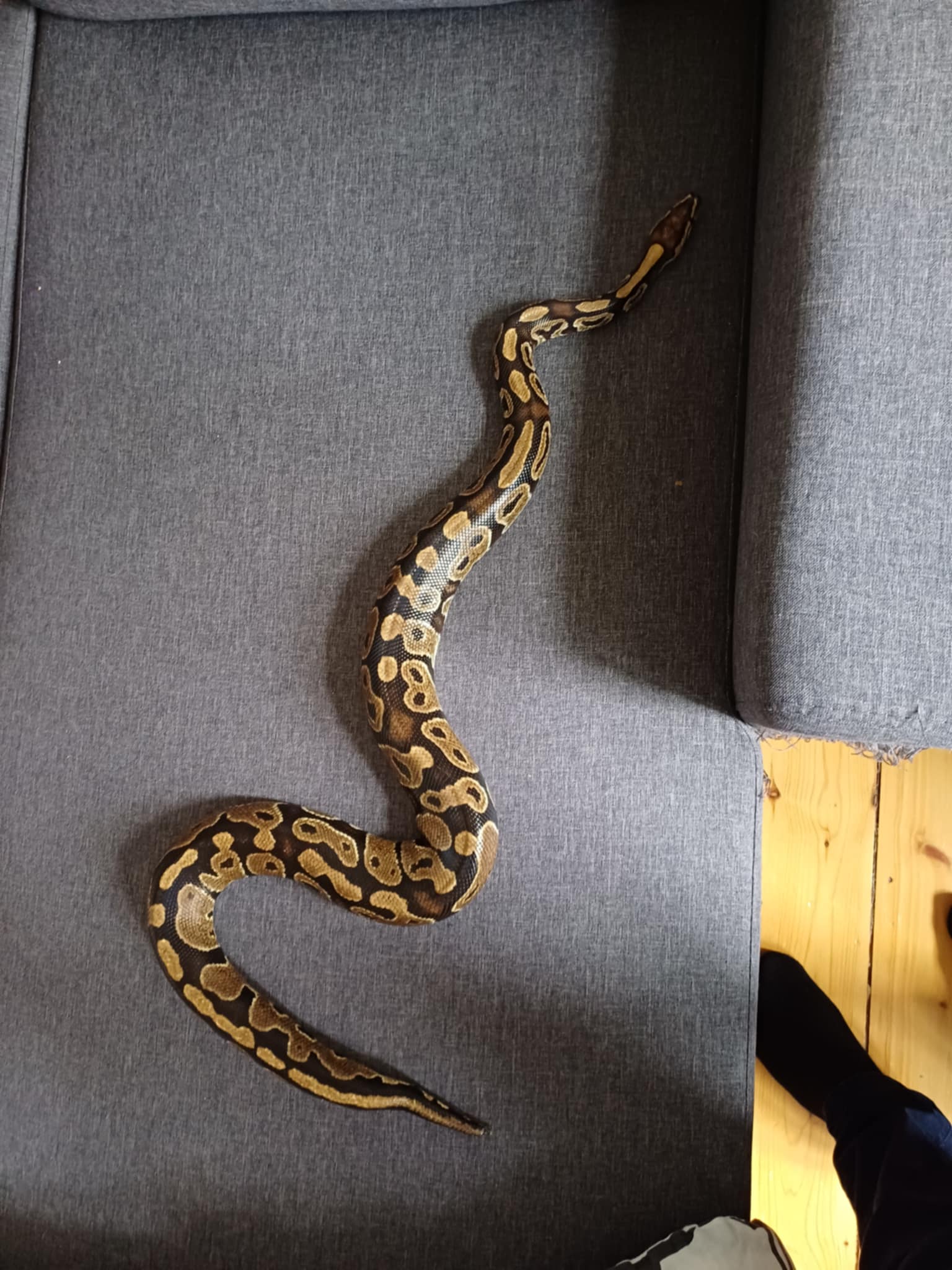 Kongepython sælges – dyreformidlingen.dk