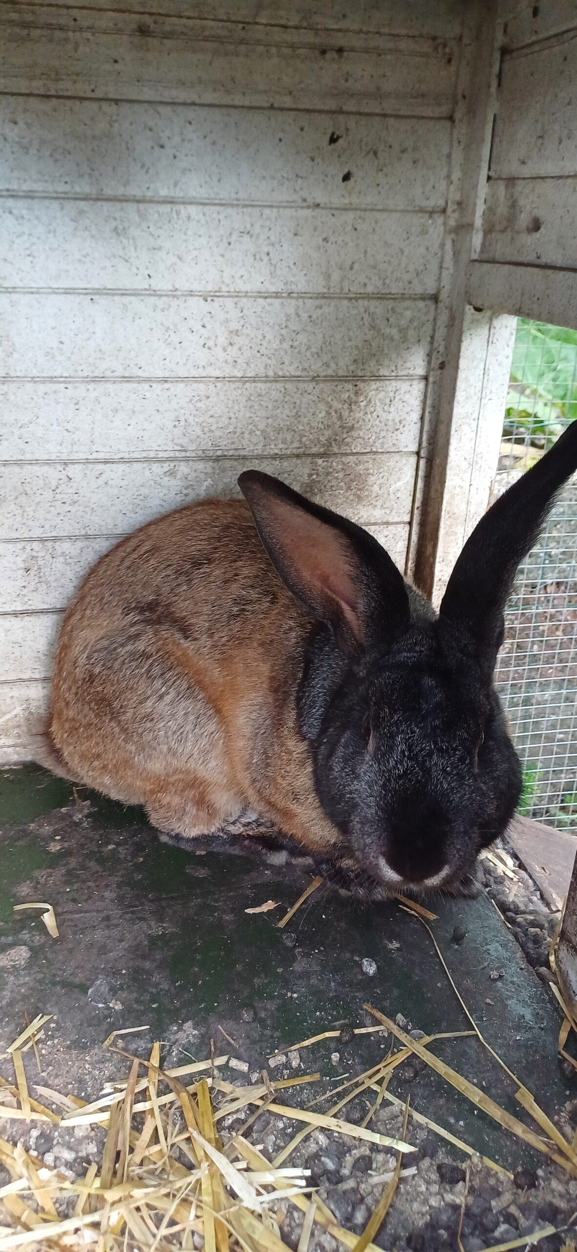 Kanin til salg og køb og salg af kanin og kaninunger