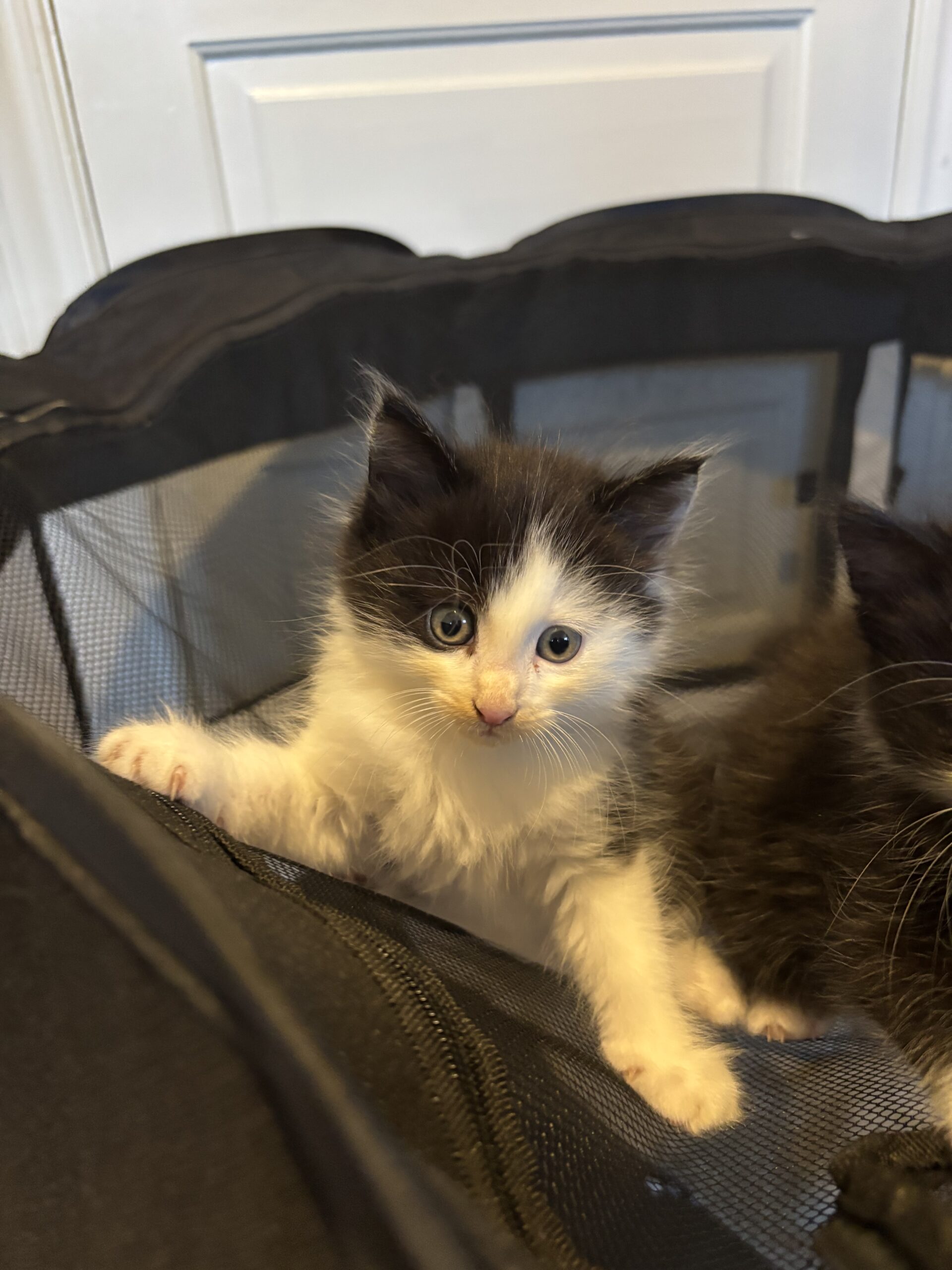 Norsk Skovkatte killinger