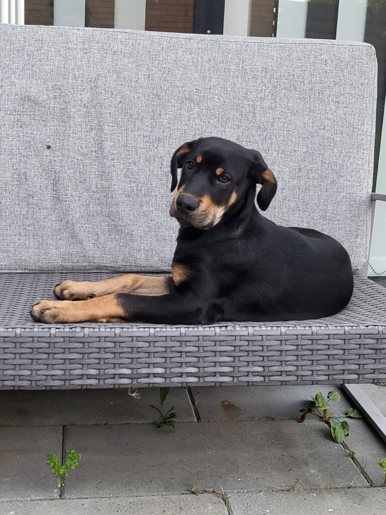Labrador blanding med dobermann – dyreformidlingen.dk