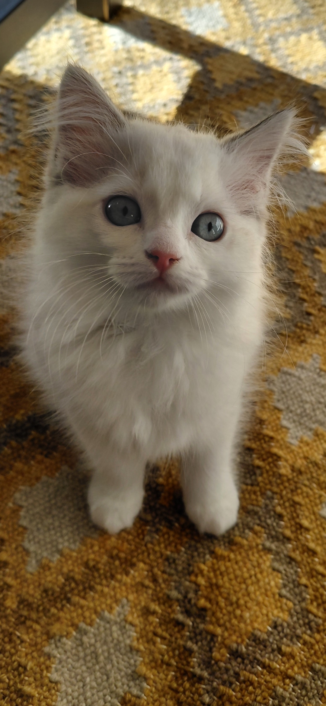 Katte og killinger til salg og salg eller køb af katte og killinger