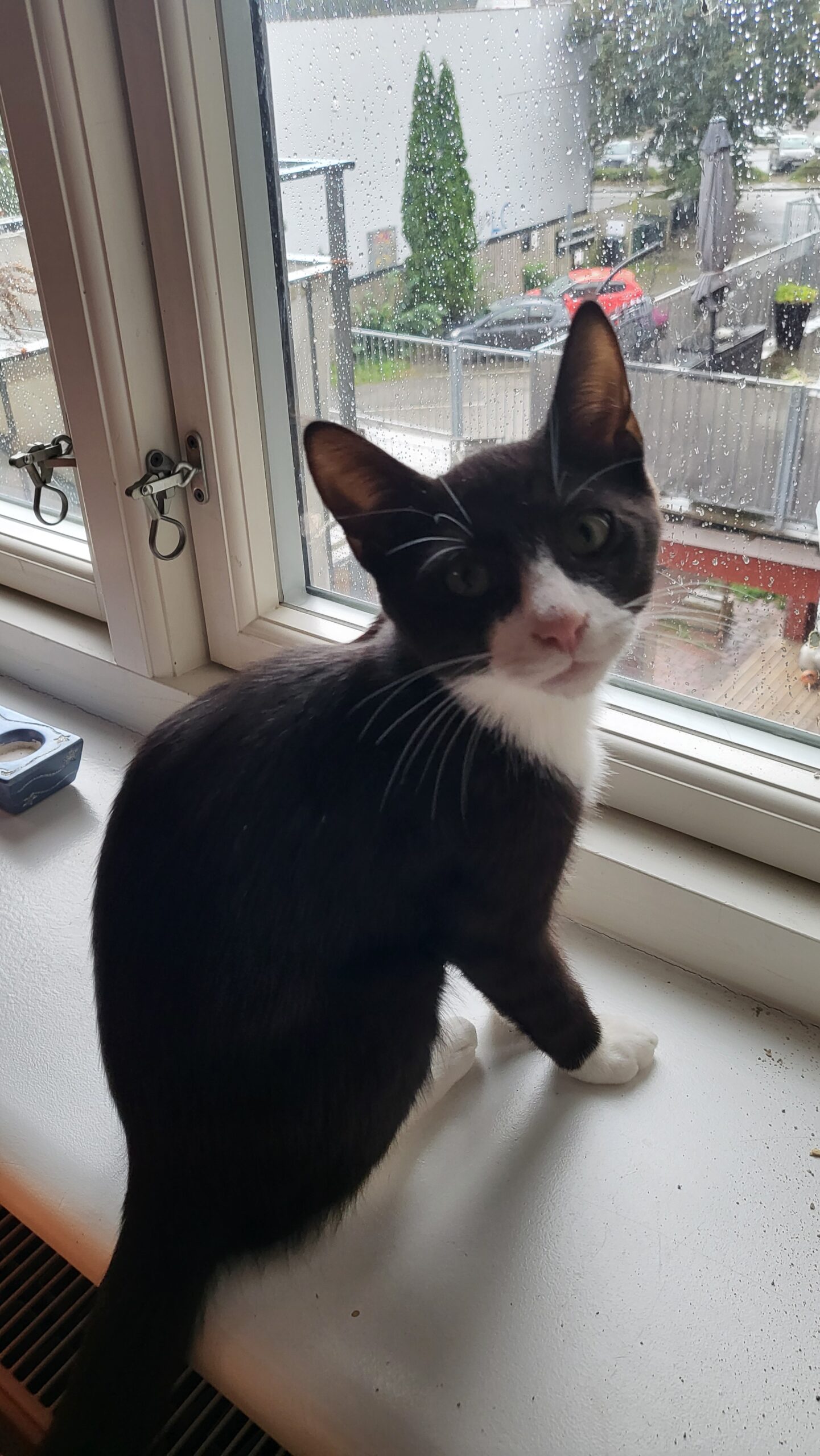 Katte og killinger til salg og salg eller køb af katte og killinger