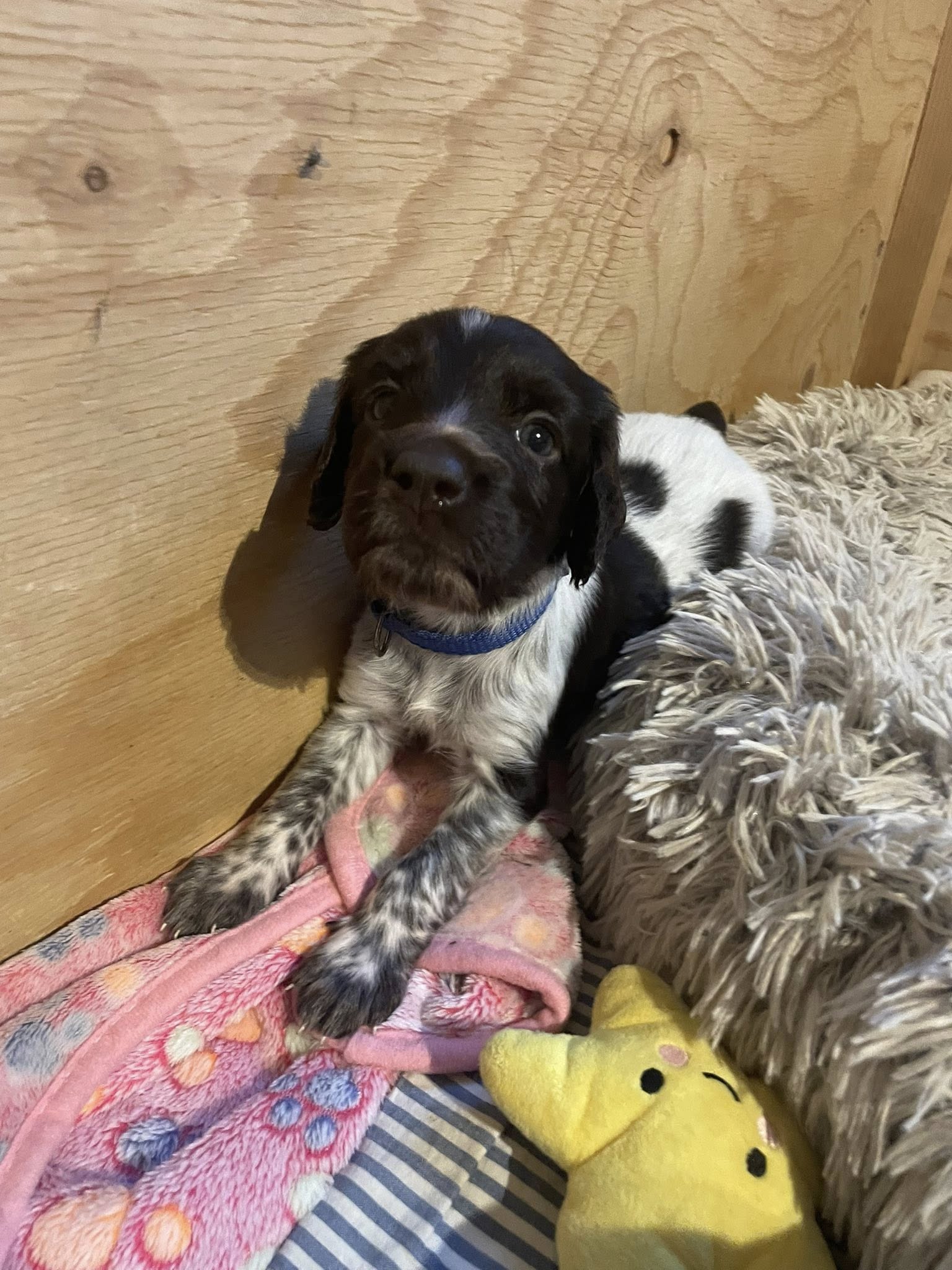 Skønne Kleiner drenge – dyreformidlingen.dk