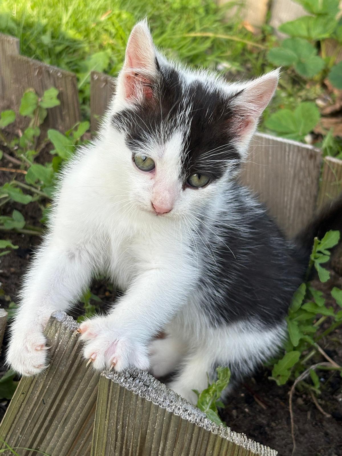 Katte og killinger til salg og salg eller køb af katte og killinger