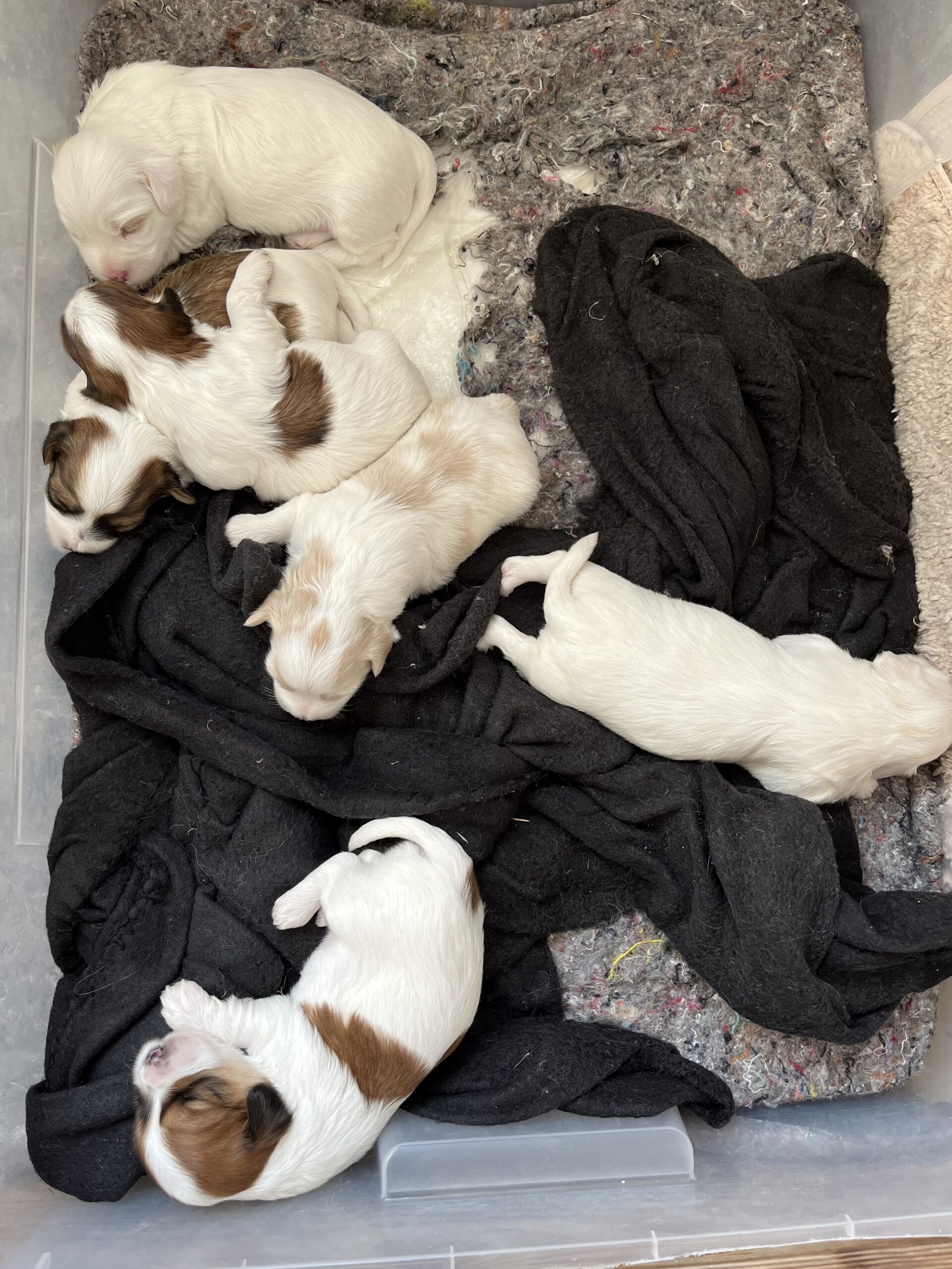 Lækre bomuld blandings hvalpe – dyreformidlingen.dk