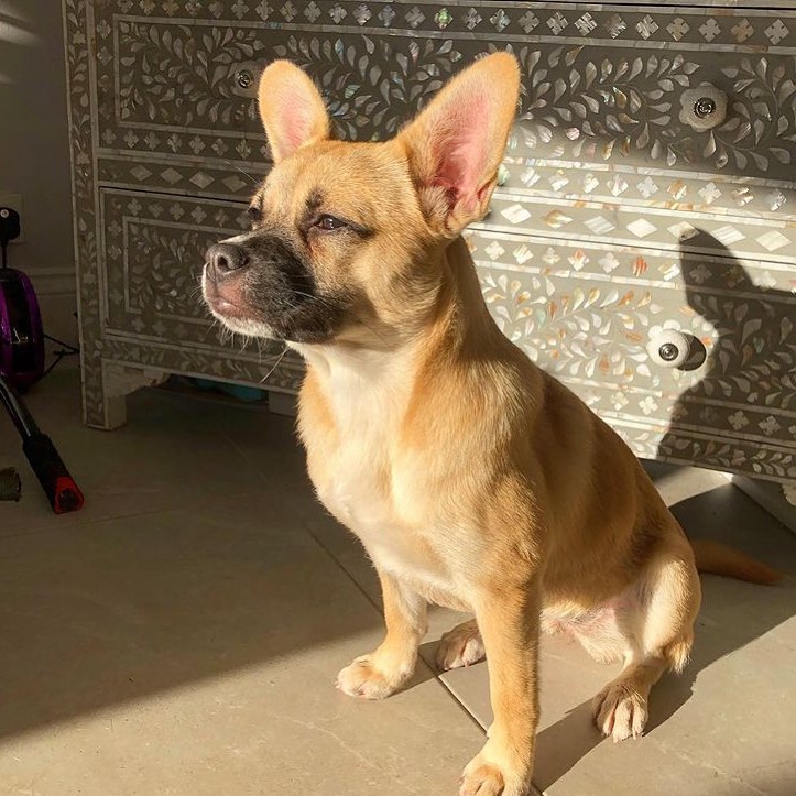 Blandingshund med fransk bulldog og pomeranian – dyreformidlingen.dk